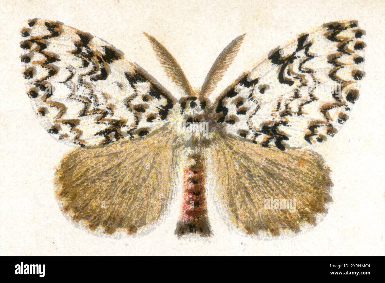 Black Arches Lymantria monacha, (, ), Nonne Stock Photo - Alamy