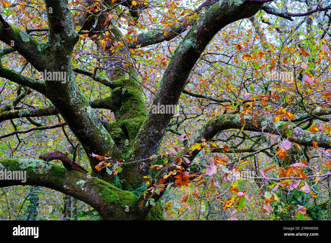 Moss-Covered Beech Tree with Autumn Leaves in Ucieda, Cantabria, Spain ...