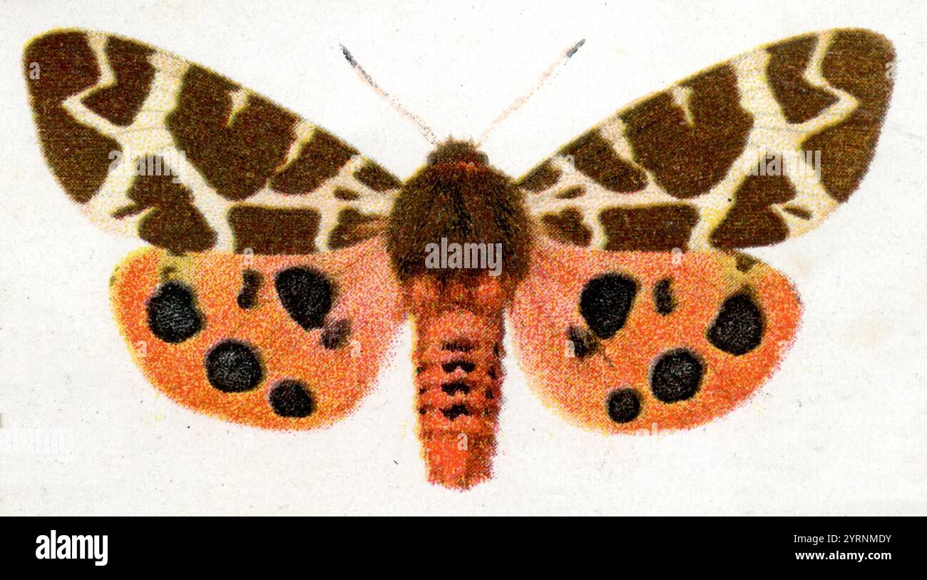 garden tiger Arctia caja, (, ), Brauner Bär Stock Photo - Alamy