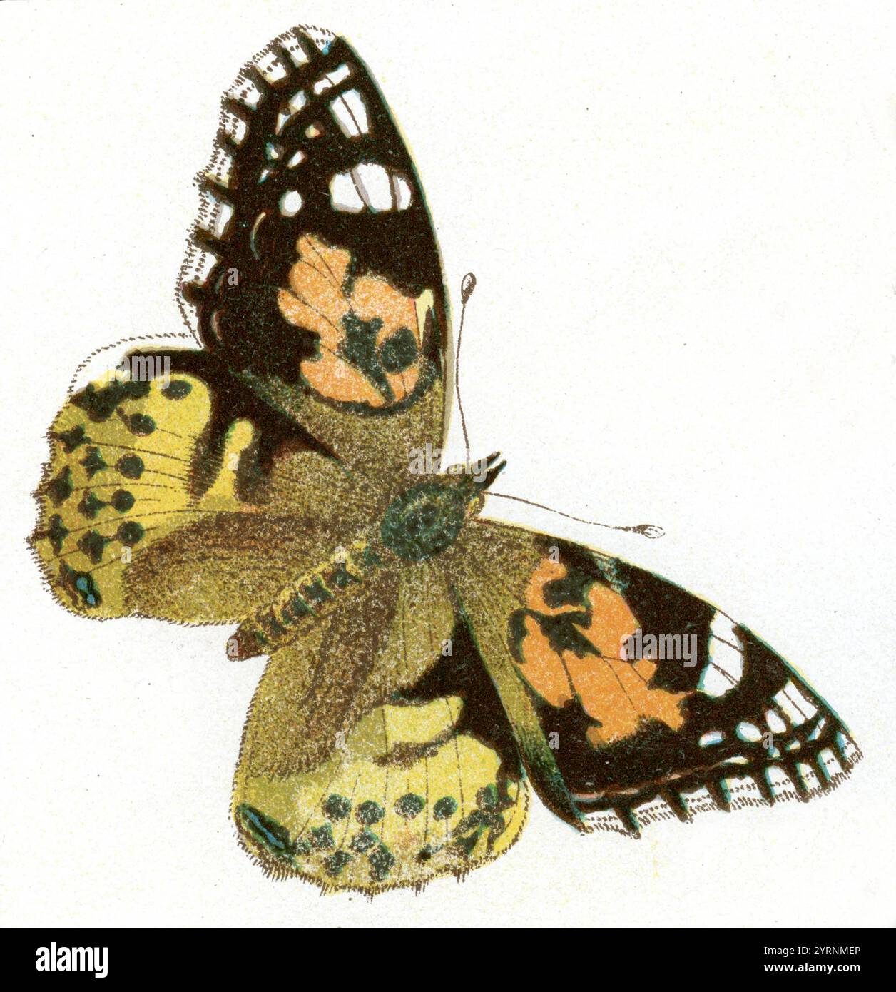 Vanessa cardui illustration hi-res stock photography and images - Alamy