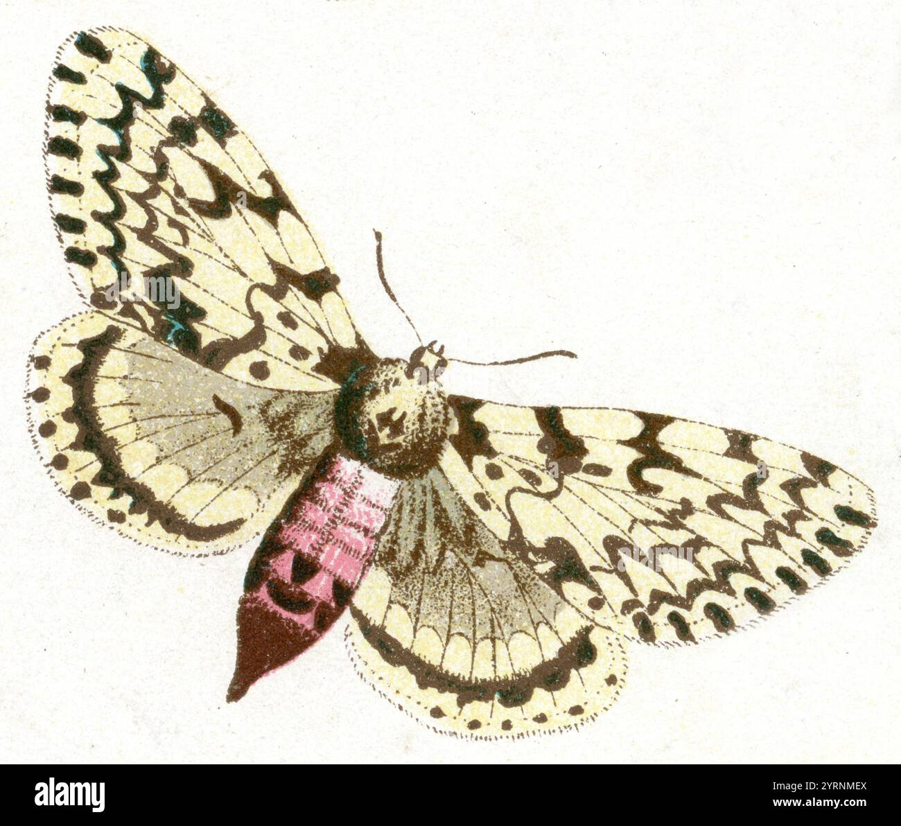 Black Arches Lymantria monacha, (, ), Nonne Stock Photo - Alamy