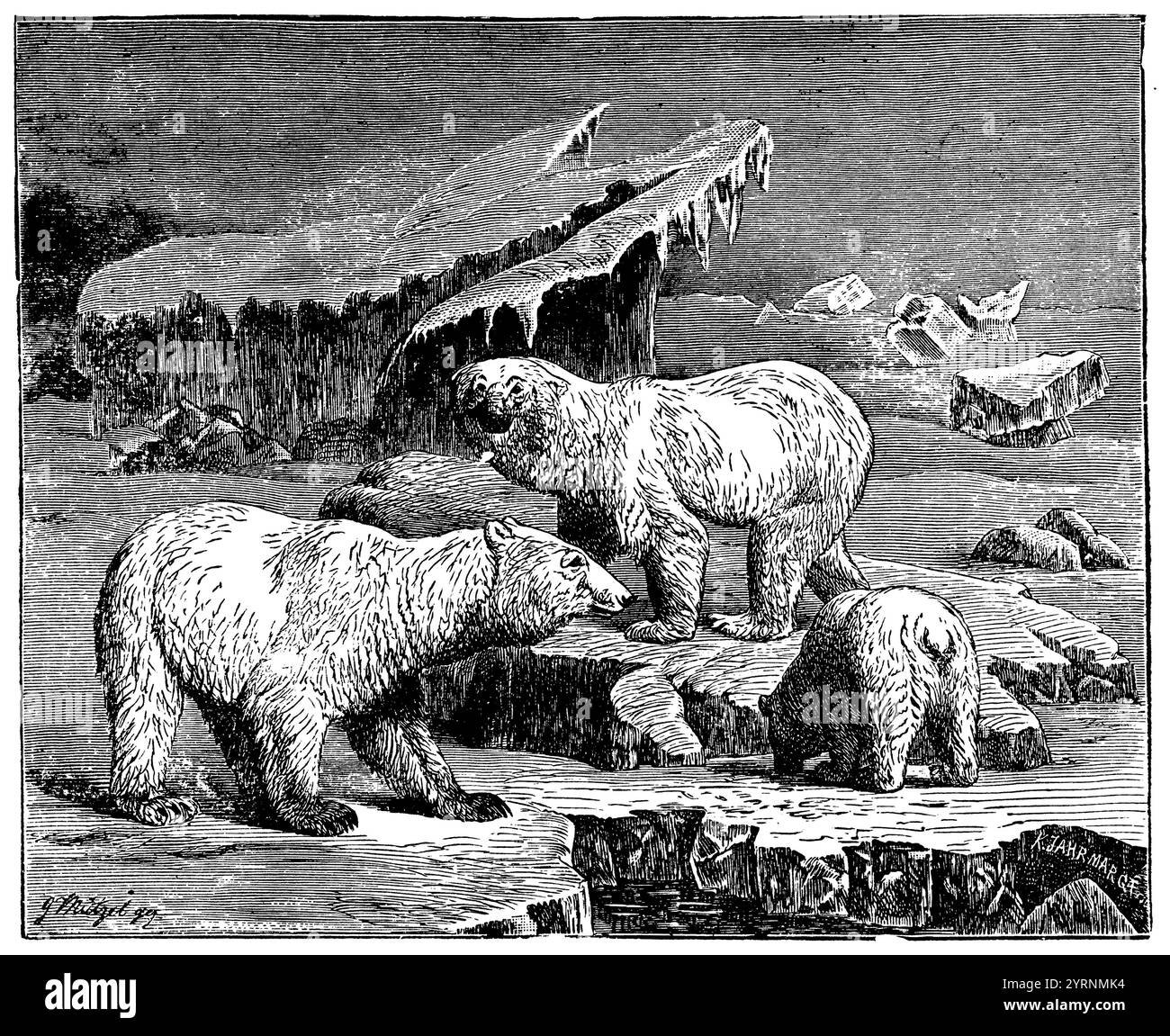 polar bear, Ursus maritimus, Mützel (, ), Eisbär, Ours blanc, Ours ...