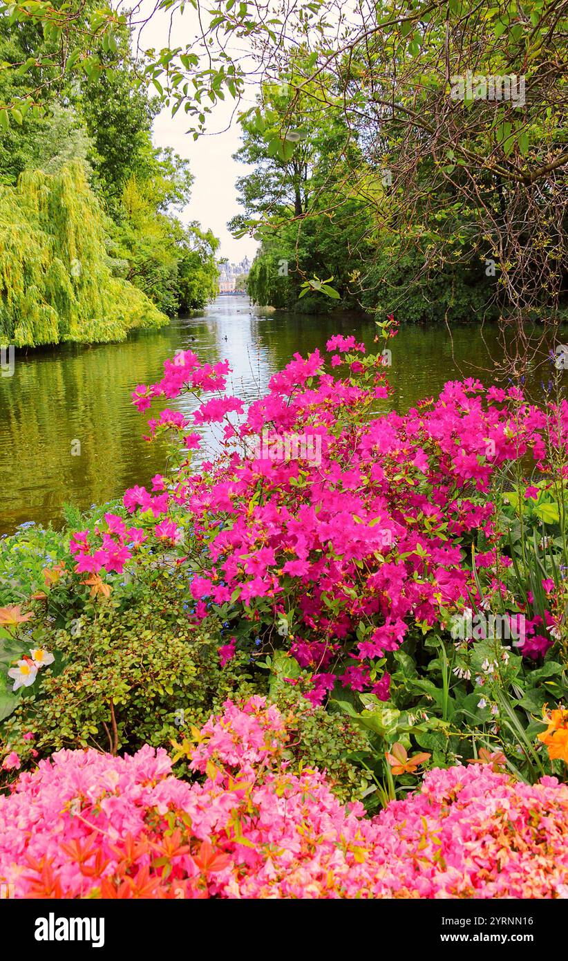 Azaleas flowers blooming over the Serpentine lake in Hyde Park ...
