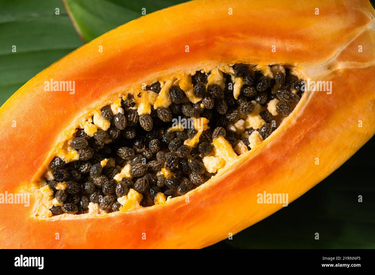 Vibrant slice of juicy papaya fruit, capturing its bright orange colors ...