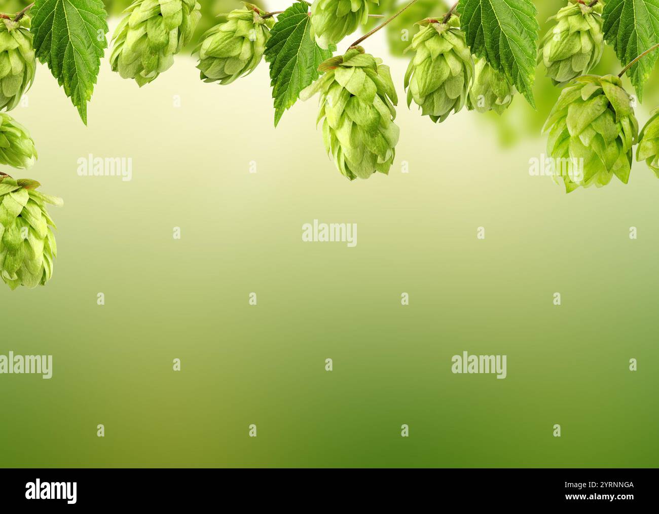 Organic ripe hop cones for brewery beer on green background with copy ...