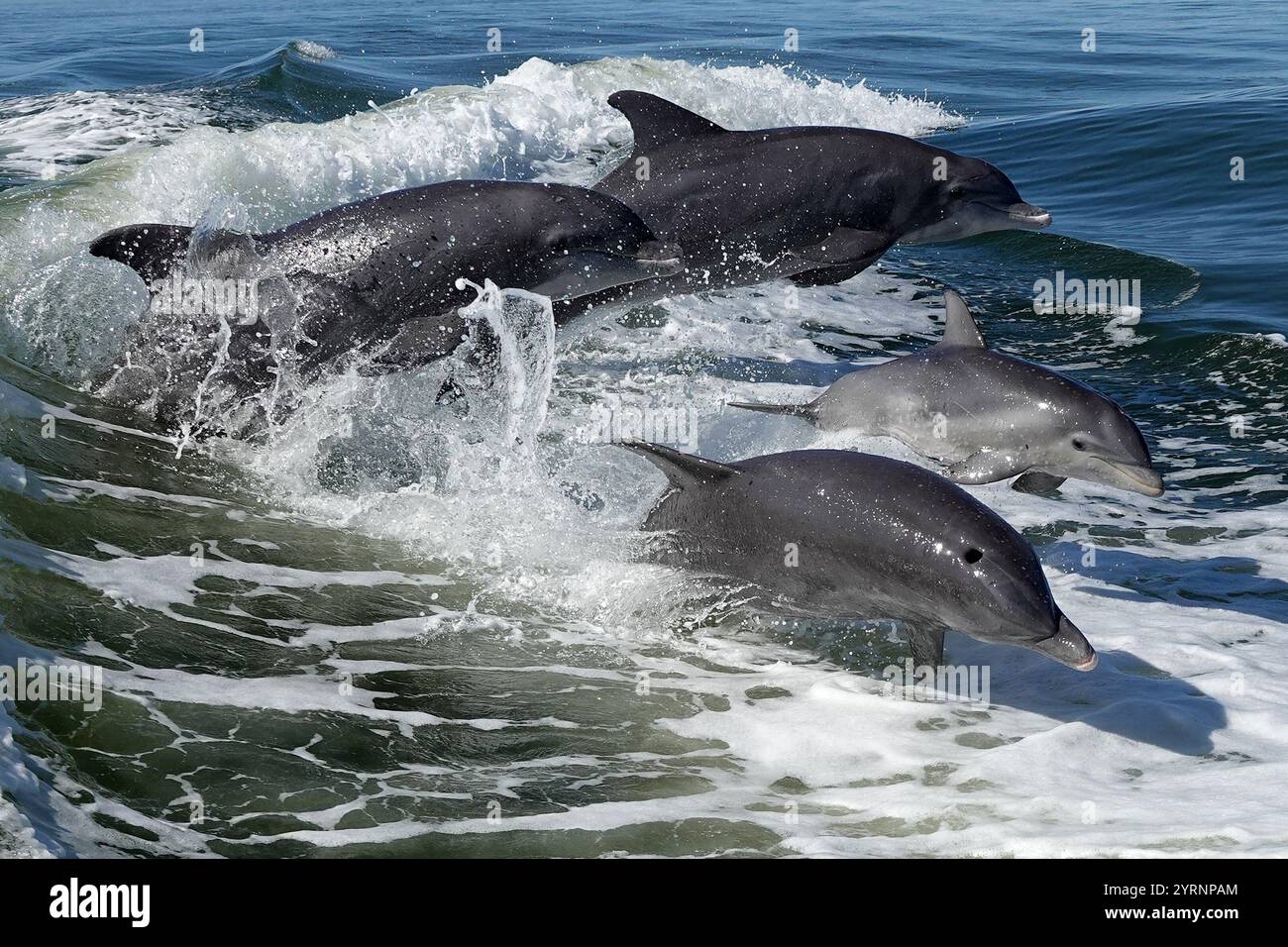 A family of dolphins swim and jump on a wake created by a boat Stock ...