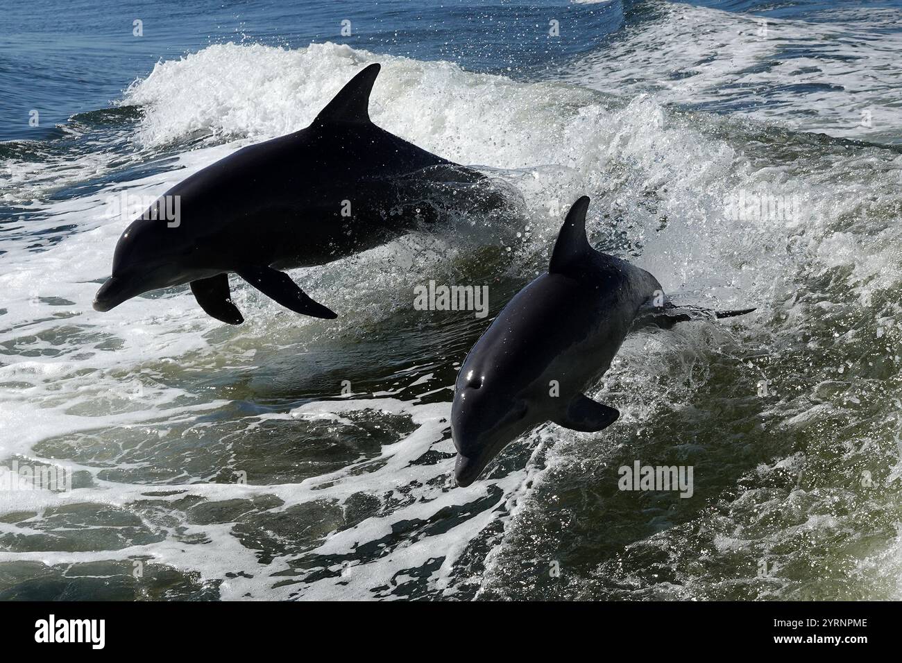 A family of dolphins swim and jump on a wake created by a boat Stock ...