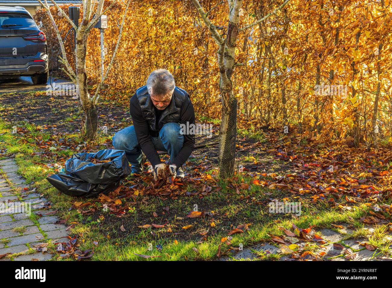 Man collecting autumn leaves in garden near trees with golden foliage ...