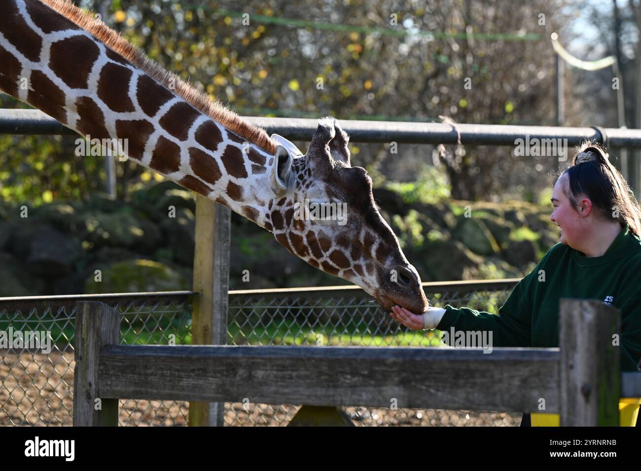 A bevy of baby animals are being treated to an early Christmas at ...