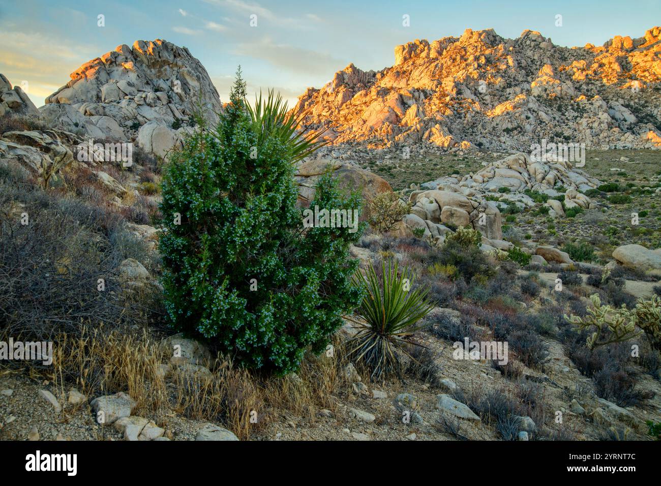 Desert juniper hi-res stock photography and images - Alamy