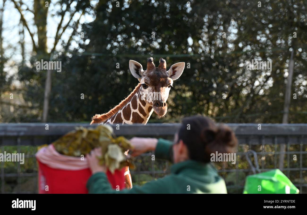 A bevy of baby animals are being treated to an early Christmas at ...