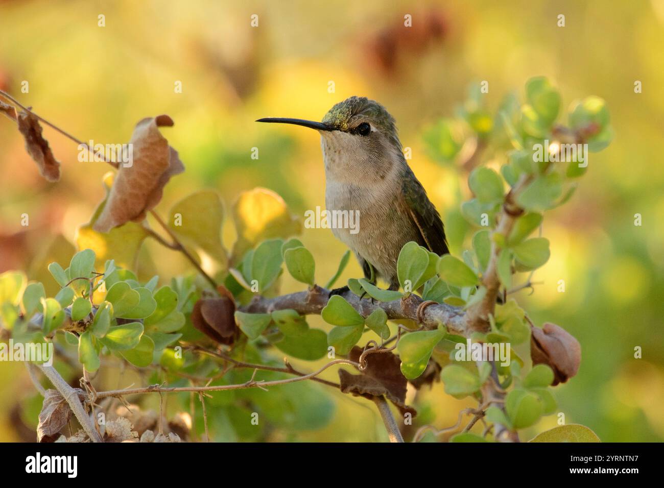 Mexico, Baja California, Ventana Bay, El Sargento, Hummingbird Stock ...