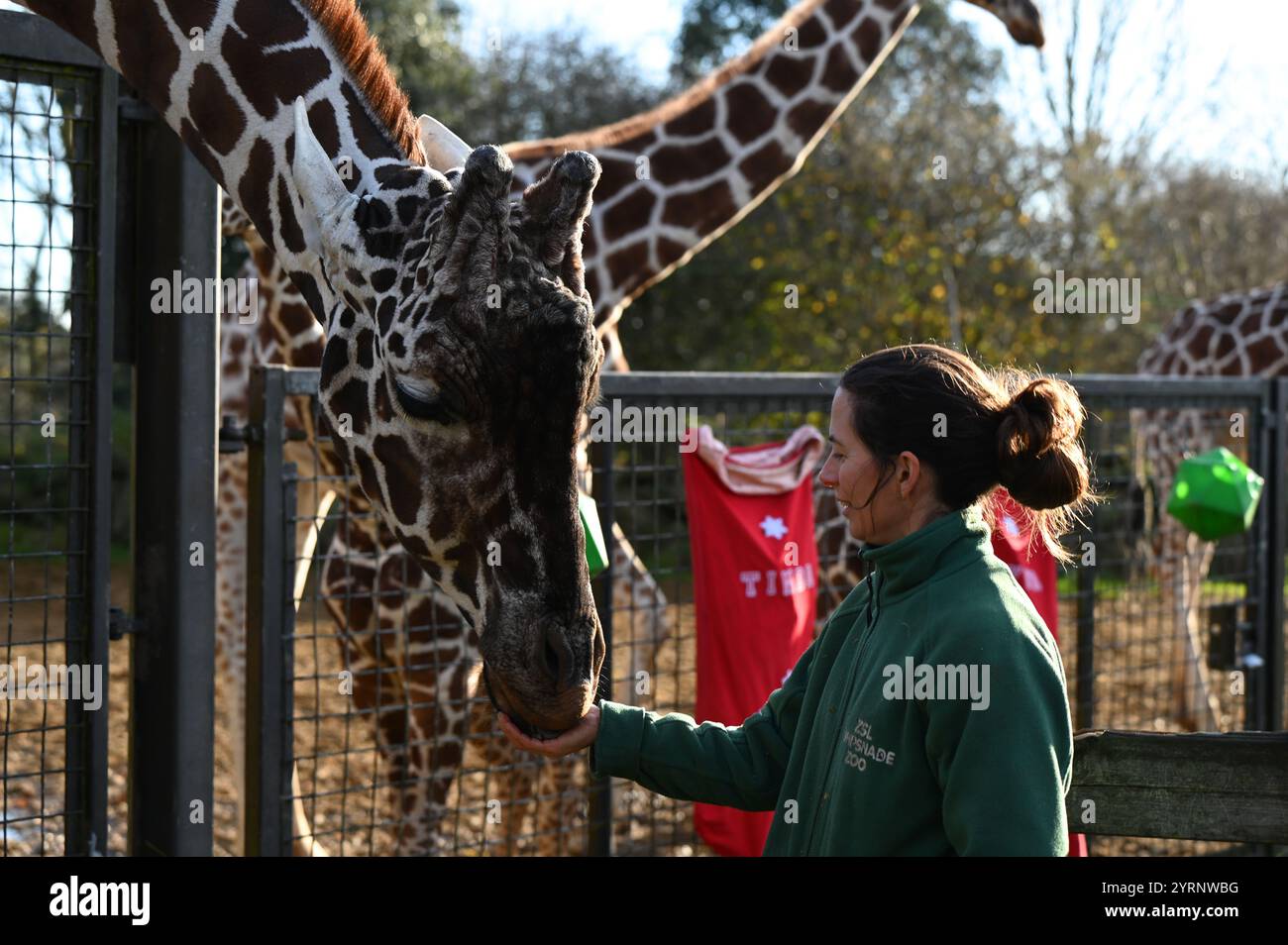A bevy of baby animals are being treated to an early Christmas at ...