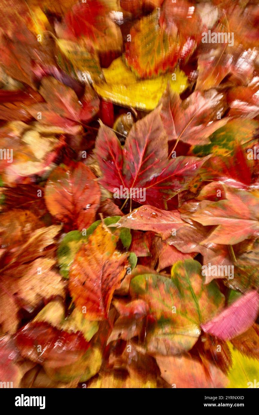 Leaf collage hi-res stock photography and images - Alamy