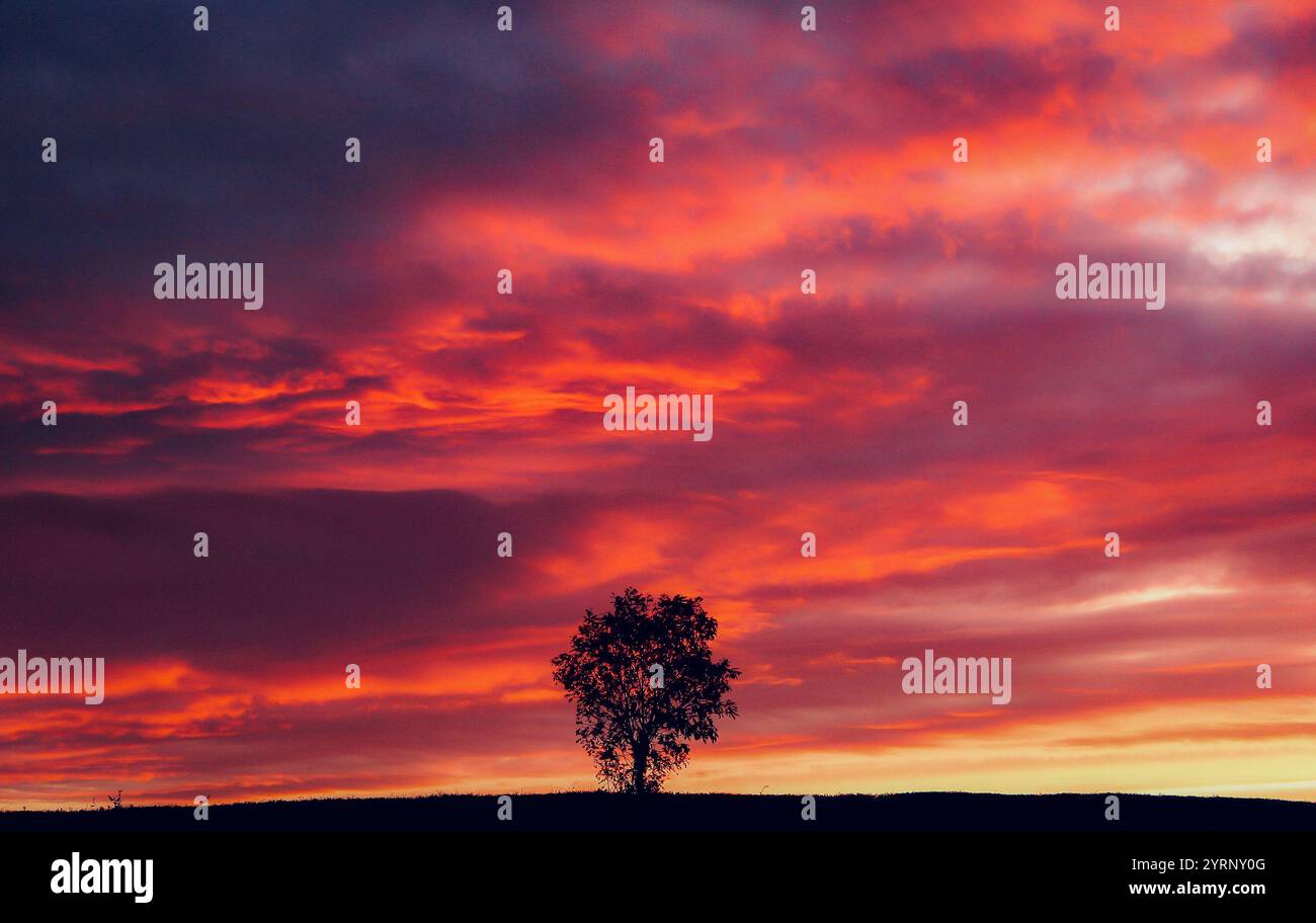 tree silhouette sunrise Stock Photo - Alamy