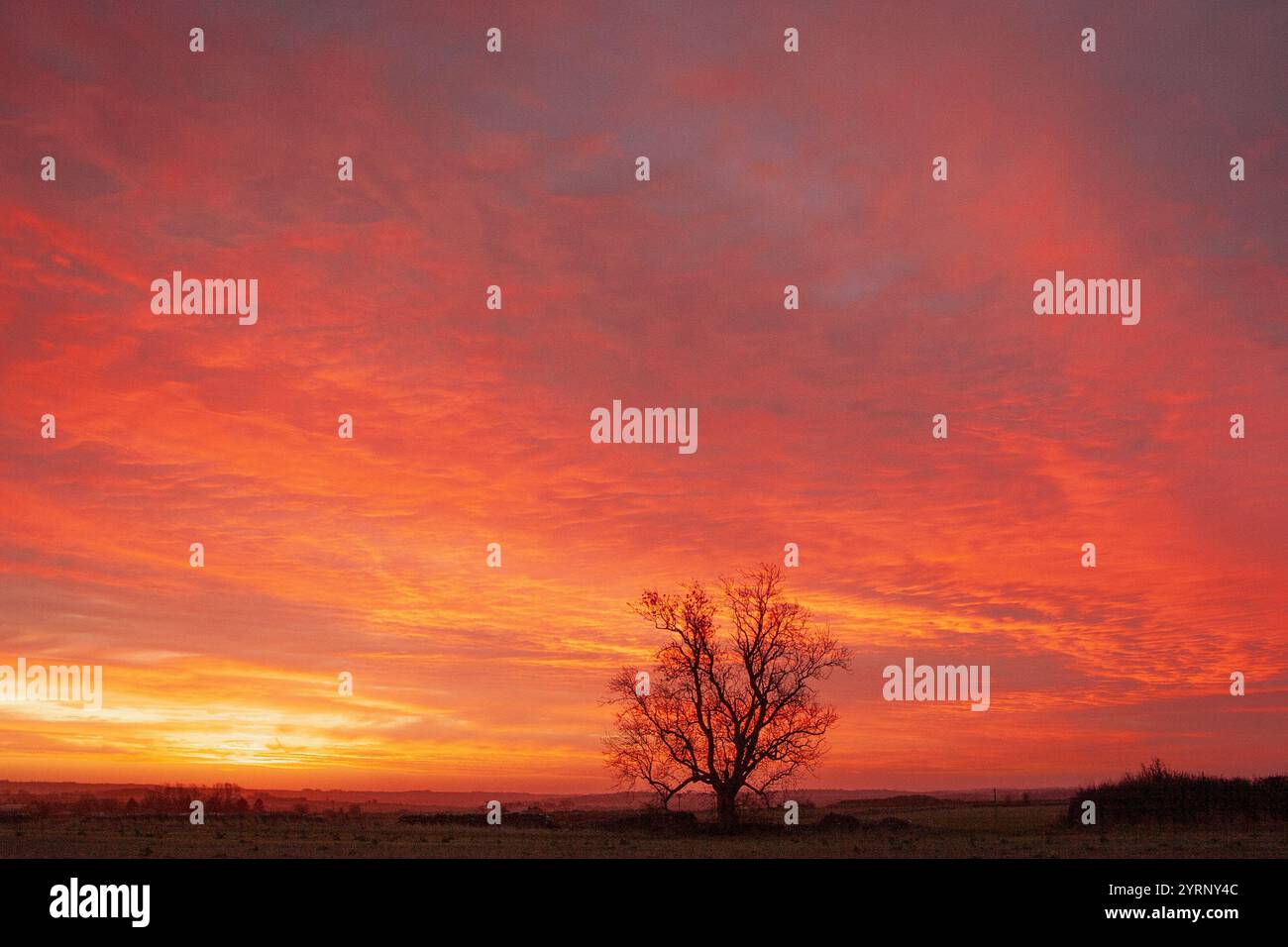 tree silhouette sunrise Stock Photo - Alamy