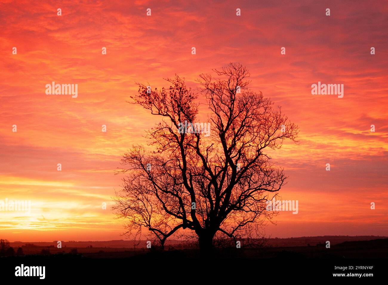 tree silhouette sunrise Stock Photo - Alamy