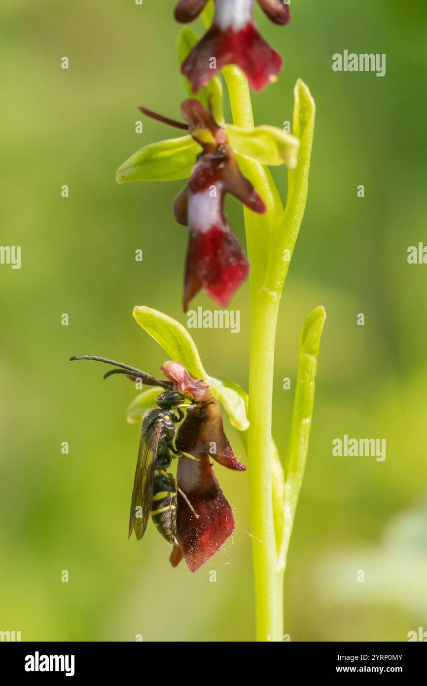 Male digger wasp (Argogorytes mystaceus) pseudocopulating with fly ...
