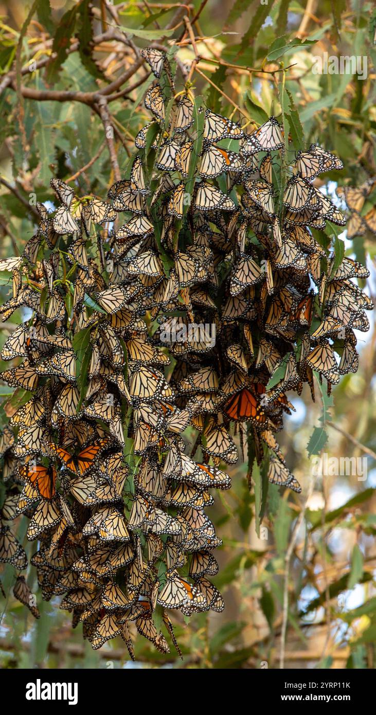 Dense butterfly group hi-res stock photography and images - Alamy