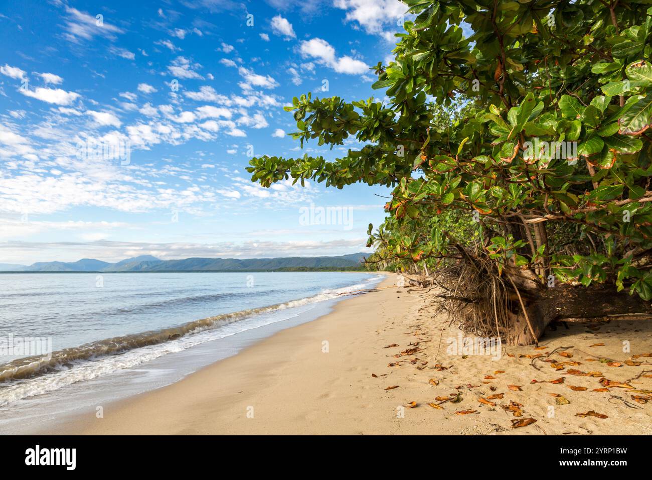 A stunning sandy beach in Australia, bordered by dense vegetation and ...