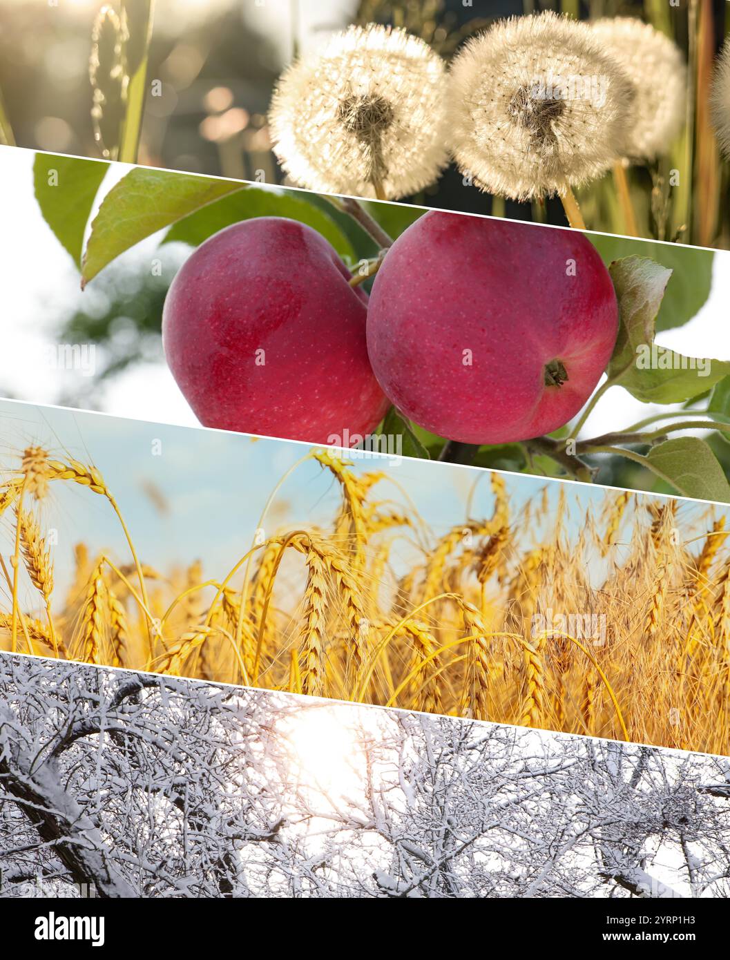 Four seasons, collage. Beautiful photos of nature during spring, summer ...