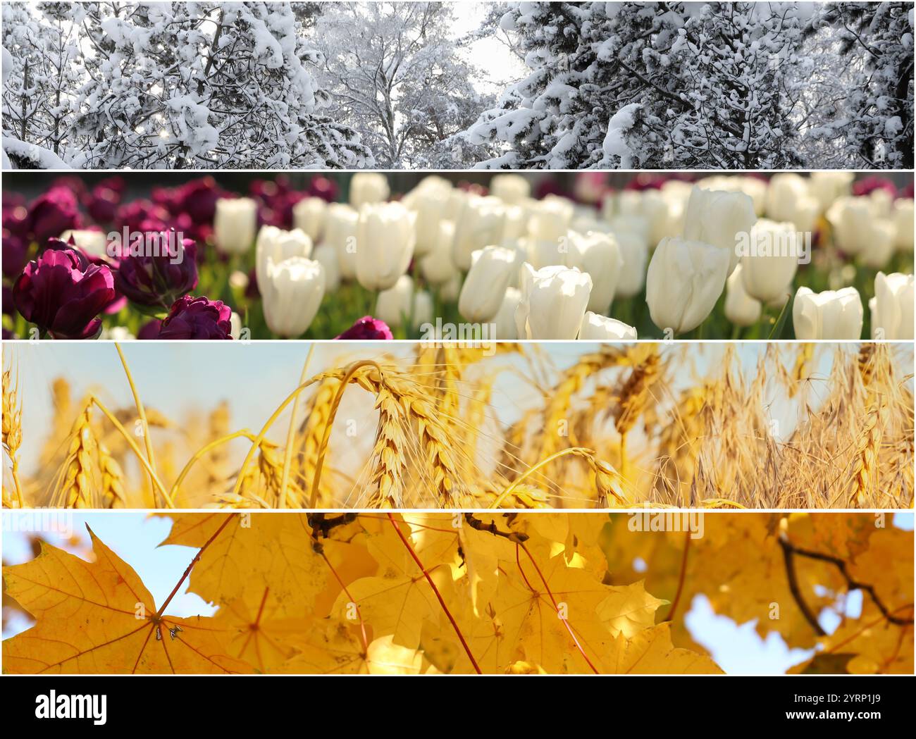 Four seasons, collage. Beautiful photos of nature during spring, summer ...