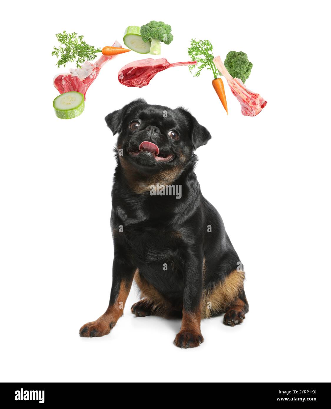Cute dog surrounded by flying vegetables and raw beef meat on white ...