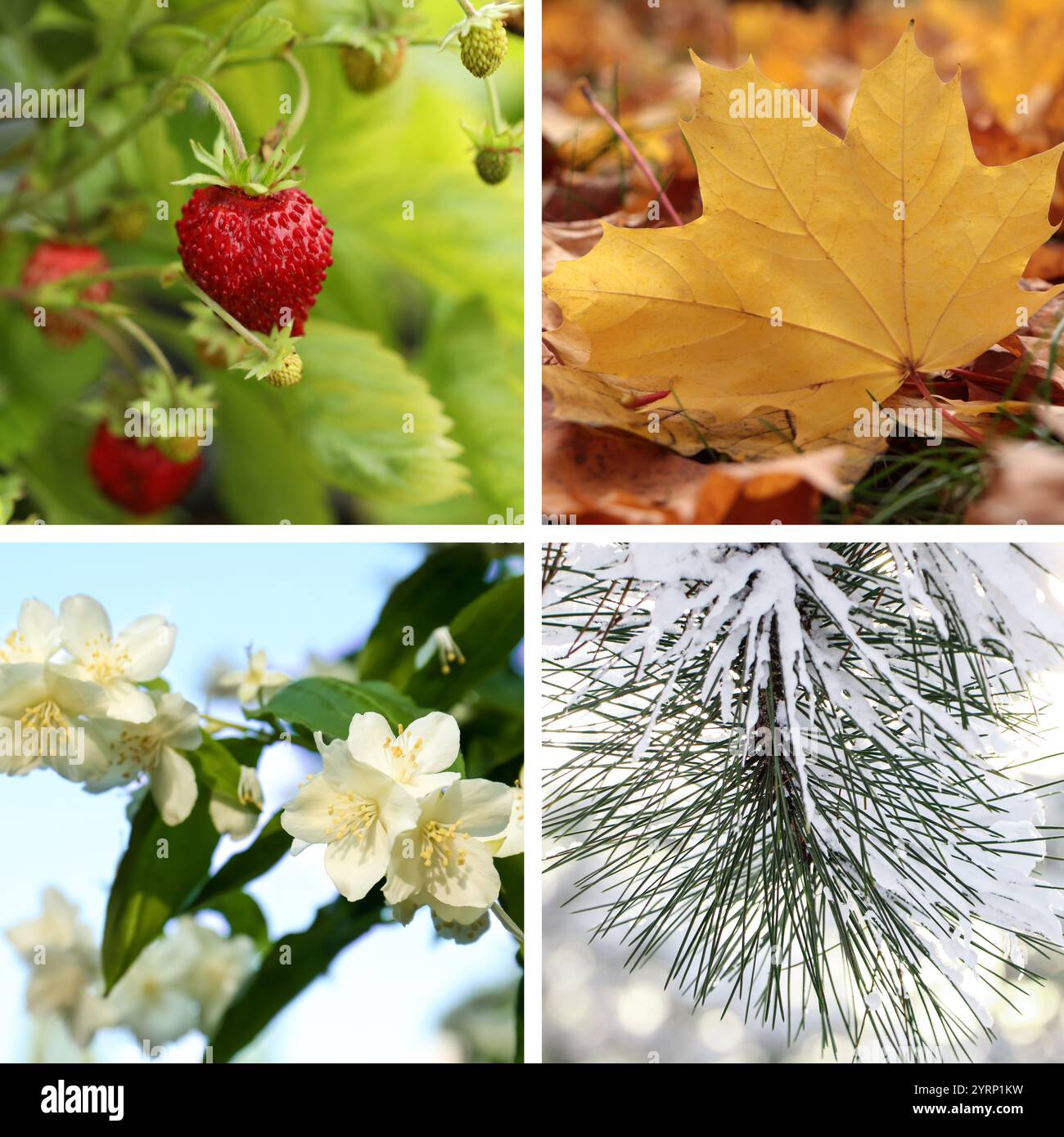 Four seasons, collage. Beautiful photos of nature during spring, summer ...