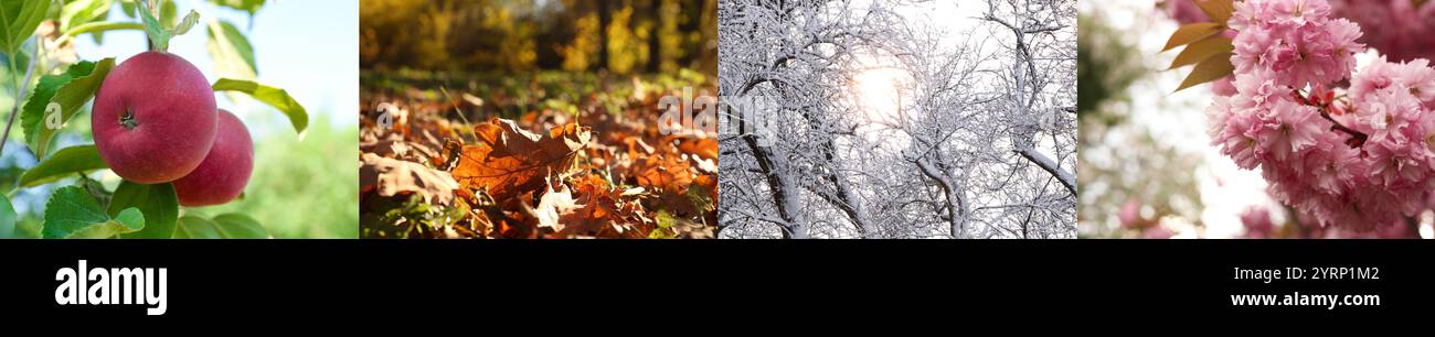 Four seasons, collage. Beautiful photos of nature during spring, summer ...