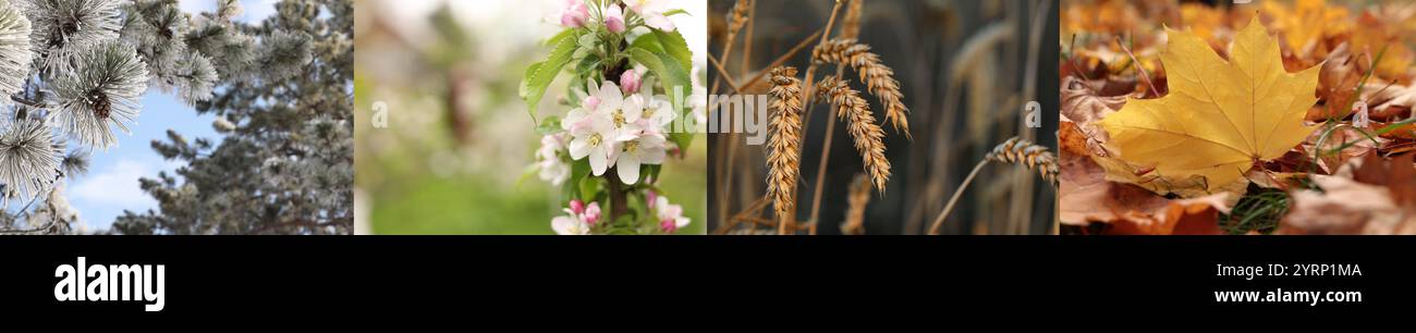 Four seasons, collage. Beautiful photos of nature during spring, summer ...