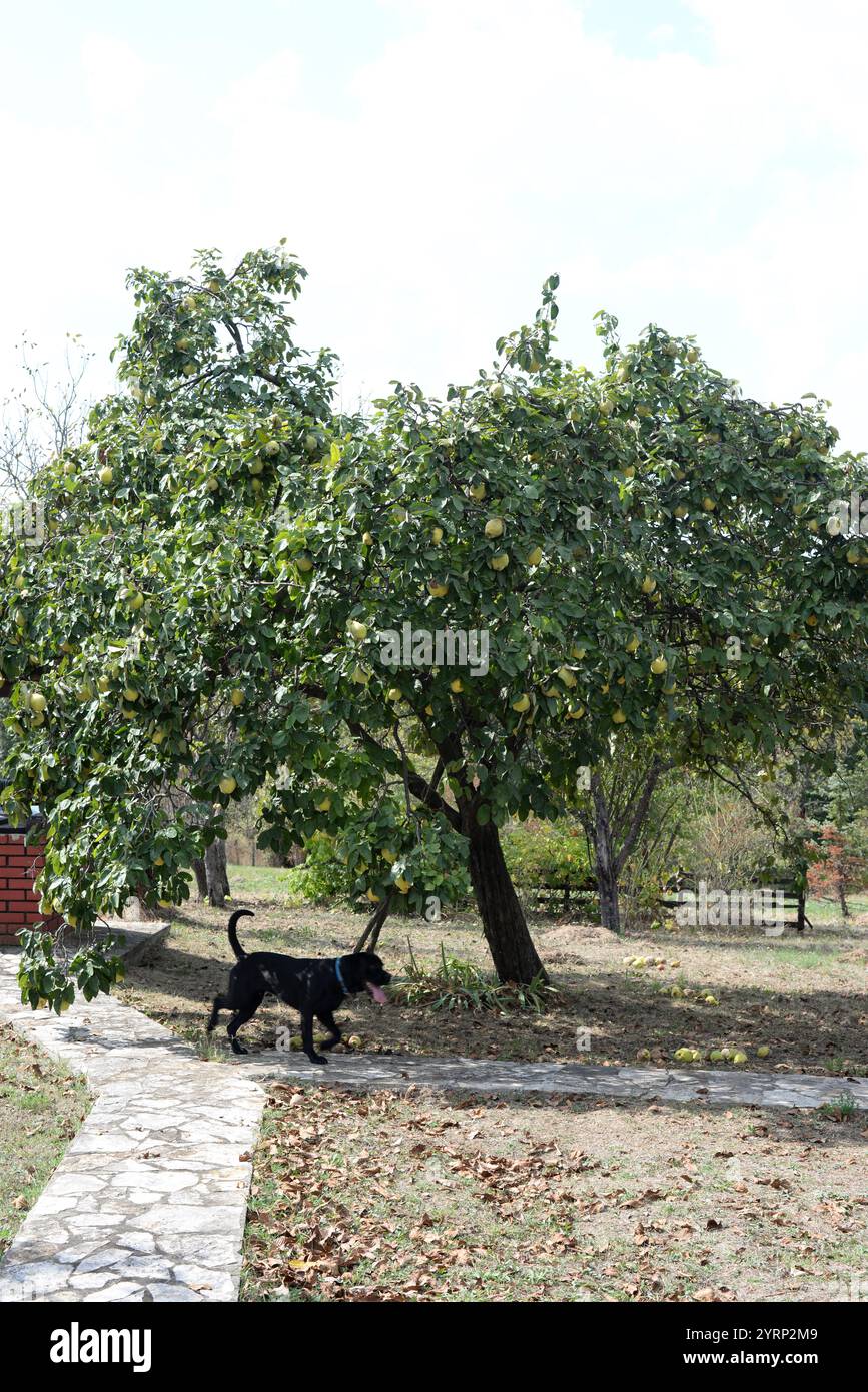 Quince ready to harvest on the quince tree in backyard. Black dog is ...