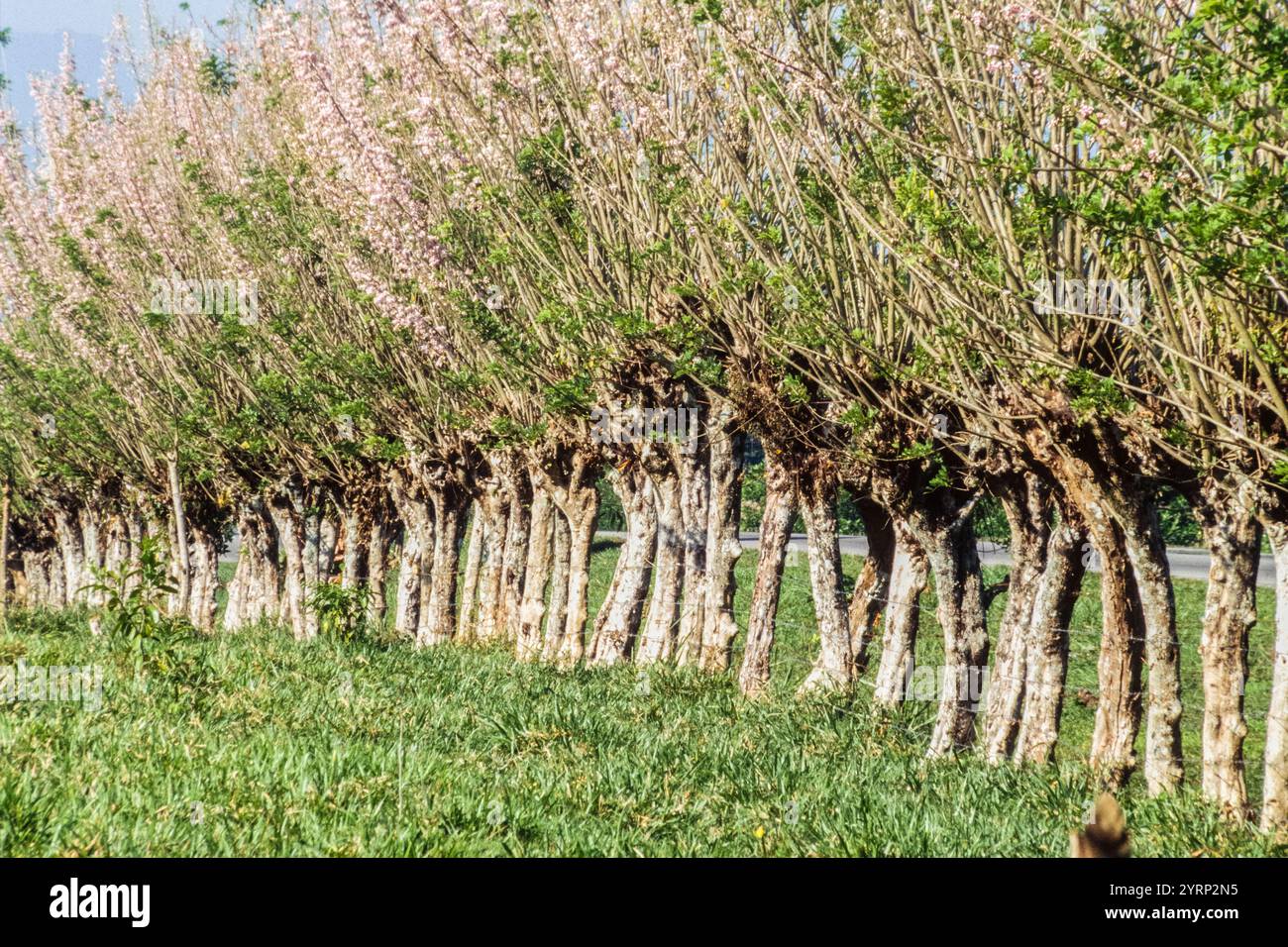 Honduras, A Live Fence oif Madreado Trees, near La Ceiba, northern ...