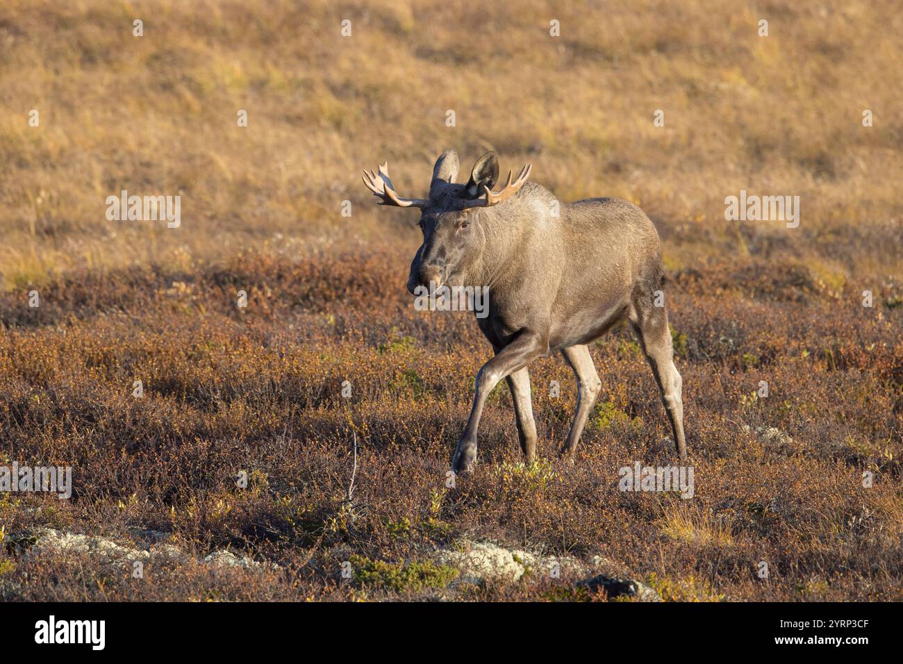 Bull moose photo hi-res stock photography and images - Alamy