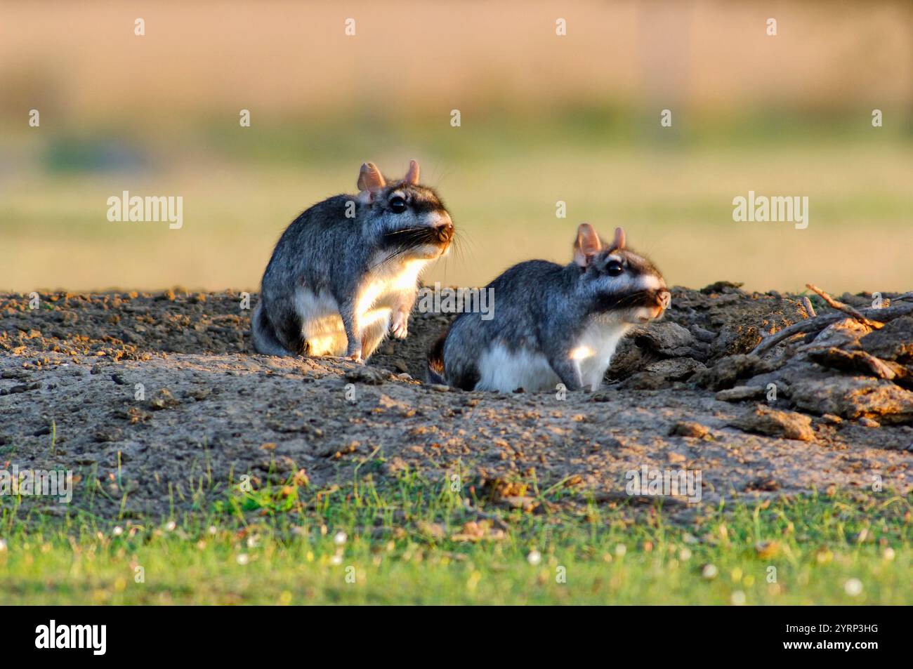 Plains Viscacha (Lagostomus maximus) near Carlos Pellegrini, Corrientes ...
