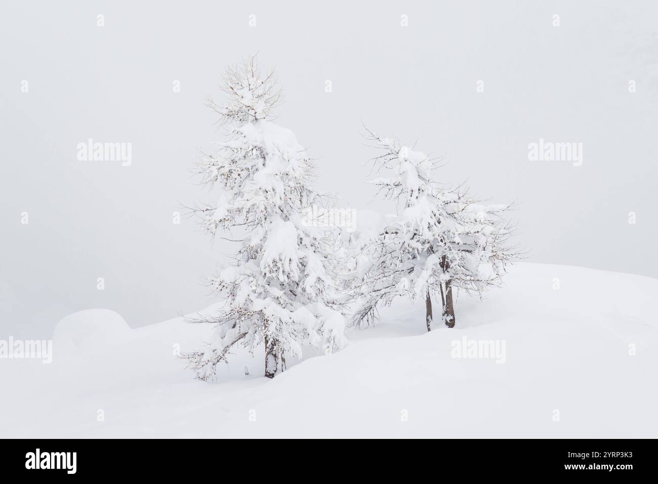 European larch, Larix decidua, trees in snow, winter, Gran Paradiso ...