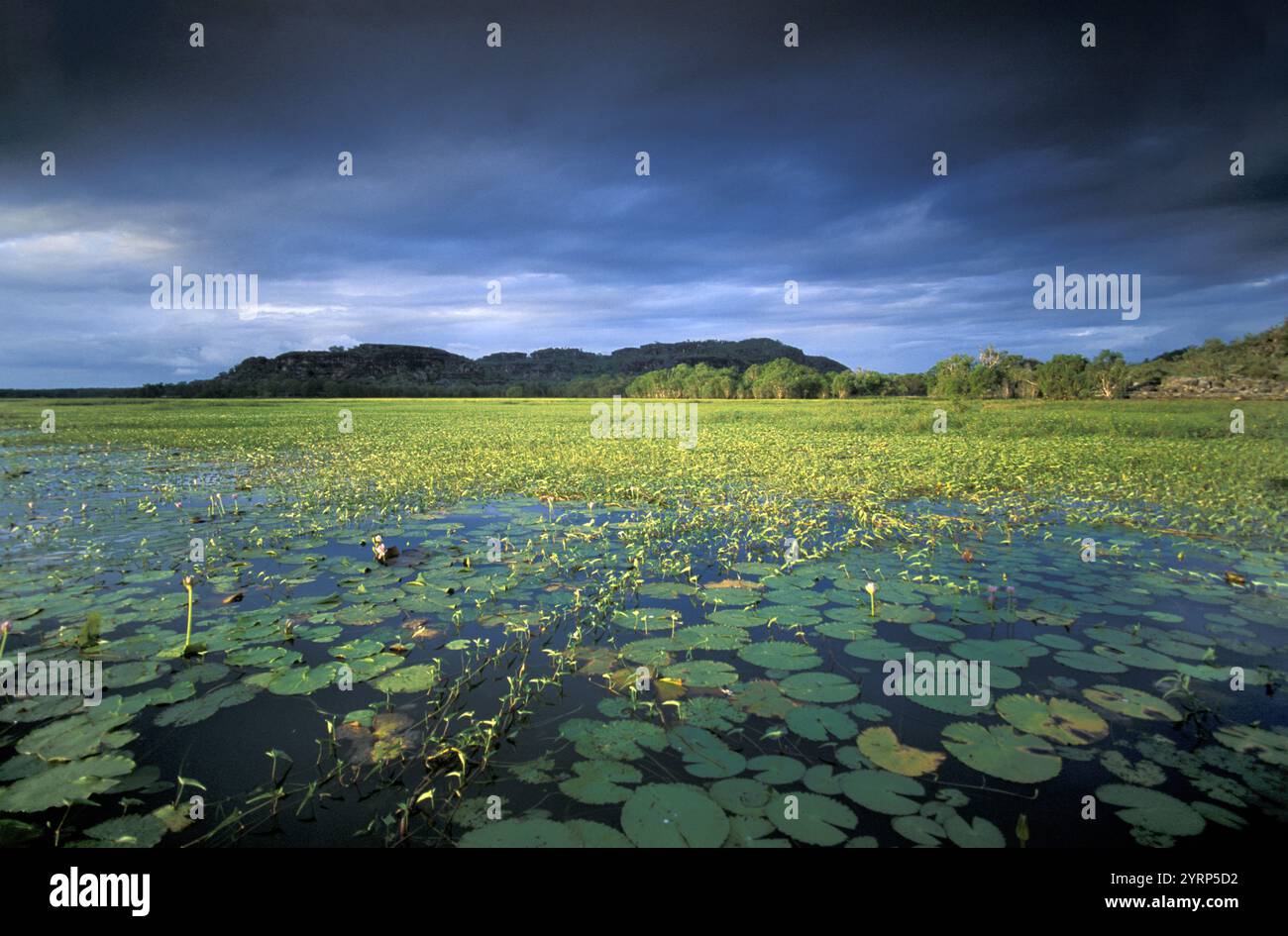 Australia, Northern Territory, Arnhemland, Mount Borradaile, Swamp ...