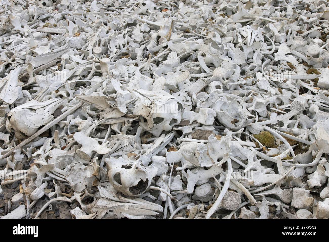 Bones of beluga whales at the whale-catching site Bamsebu on the ...