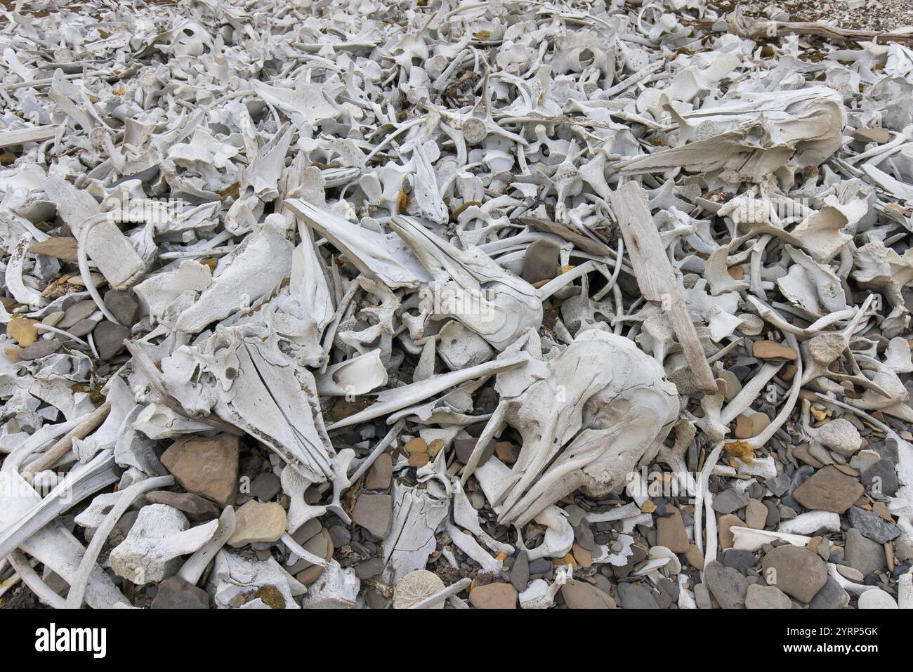 Bones of beluga whales at the whale-catching site Bamsebu on the ...