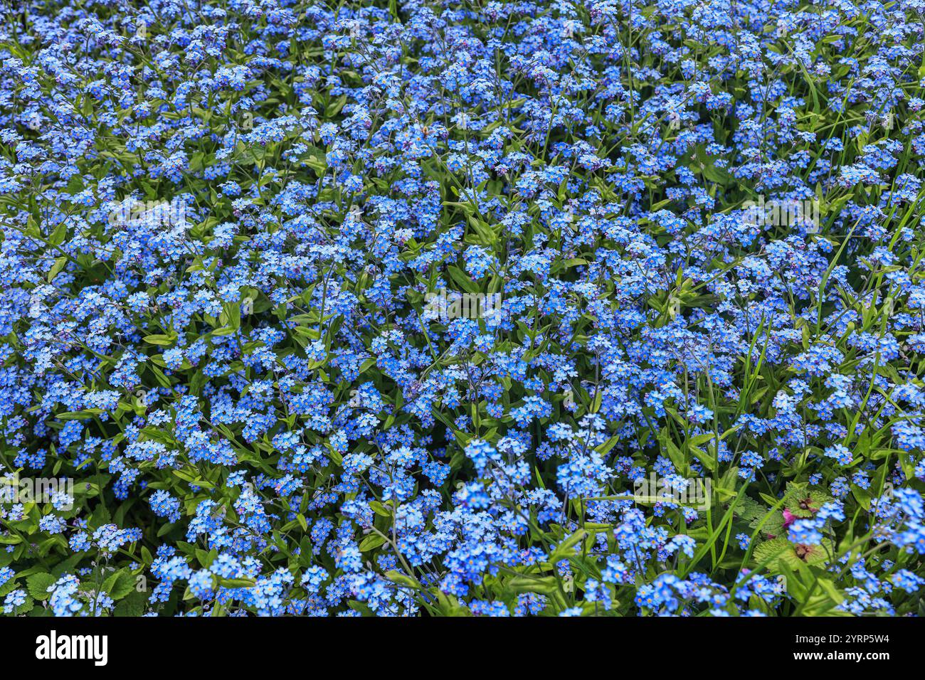 Myosotis scorpioides f boraginaceae hi-res stock photography and images ...