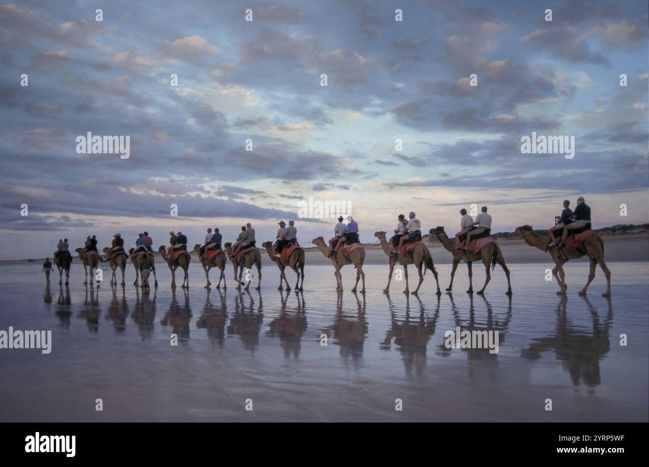 Australia, Western Australia, Broome, camel and tourist on beach Stock ...