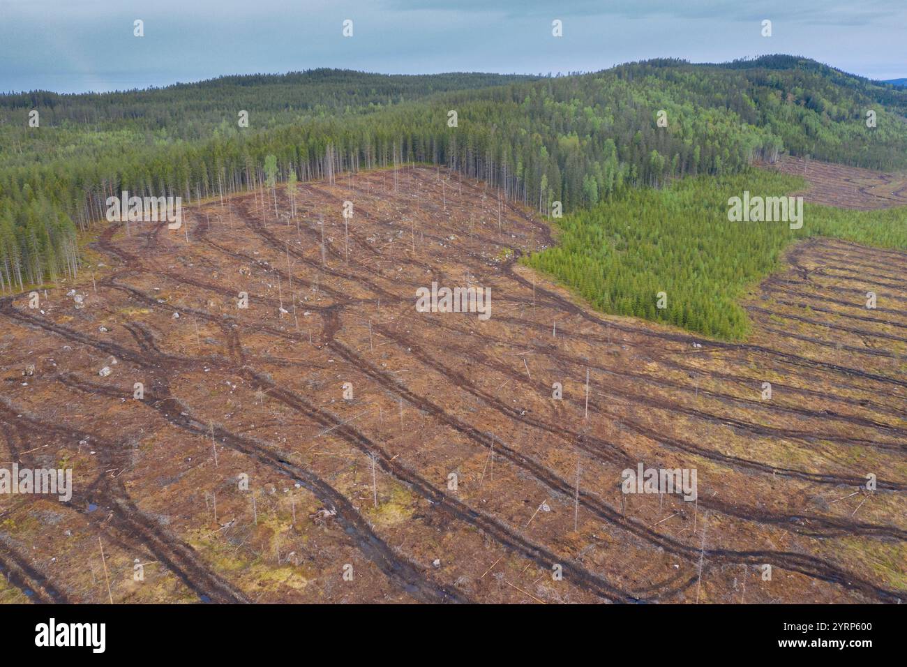 Clear-cutting, traces of mechanical logging, Dalarna, Sweden Stock ...
