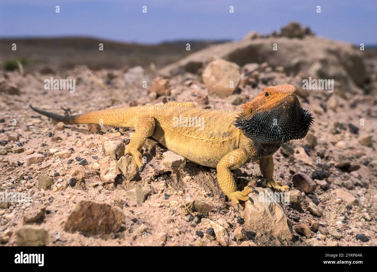 Oceania, Australia, Australian, Western, , lizard Stock Photo - Alamy