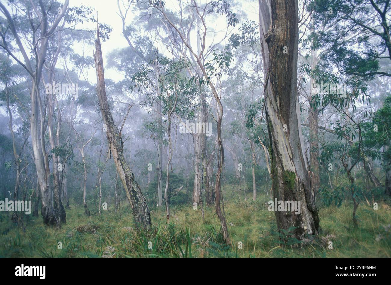 Eastern highlands australia hi-res stock photography and images - Alamy