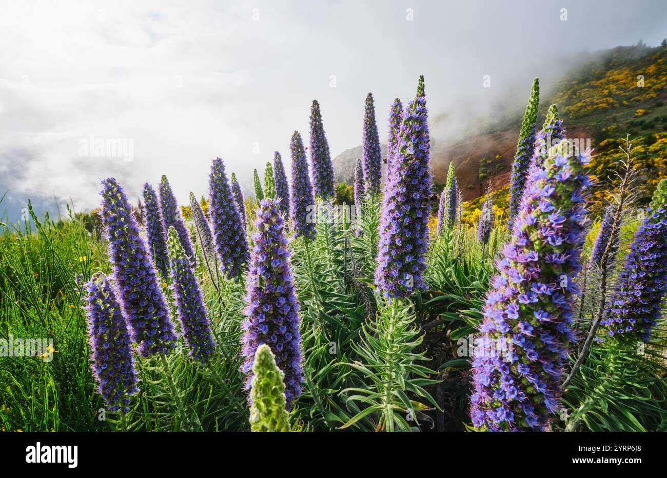 Madeira landscape with Pride of Madeira flowers and blooming Cytisus ...