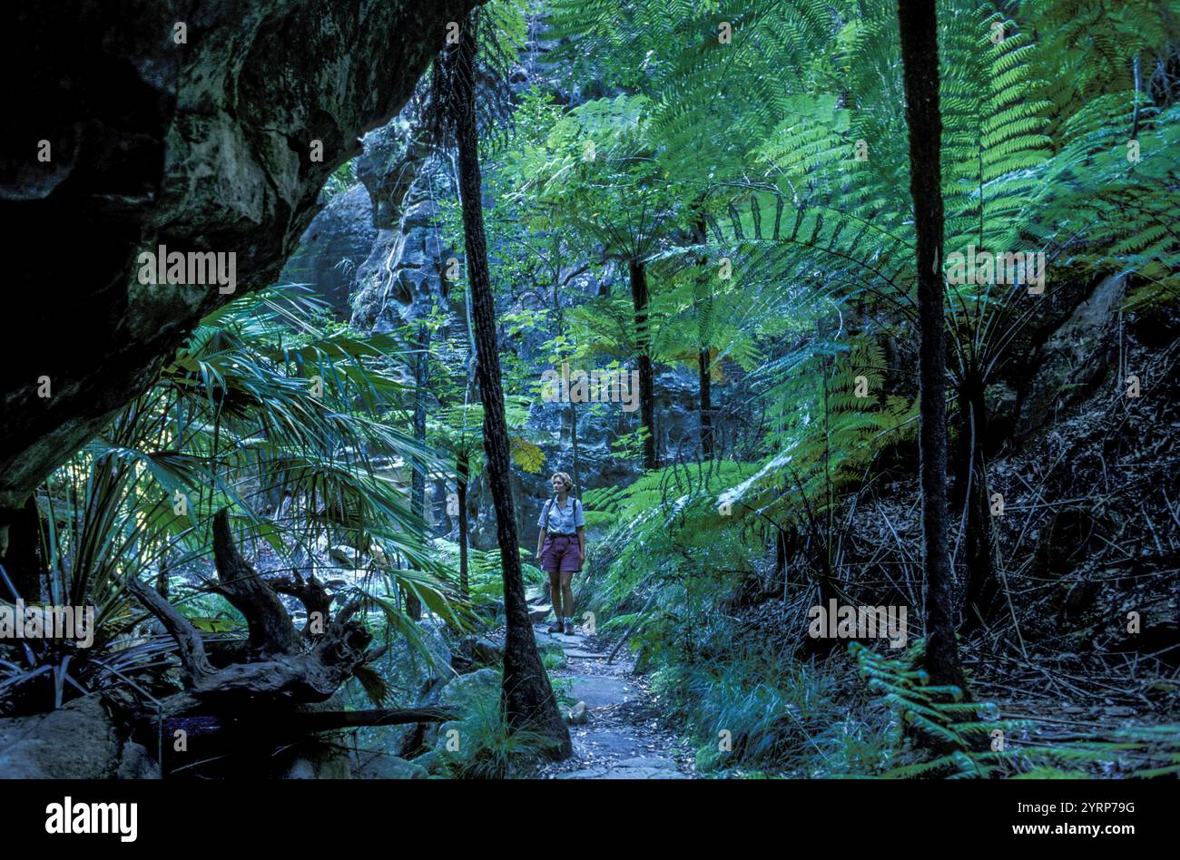 Australia, Queensland, Carnarvon National Park, Gorge Stock Photo - Alamy