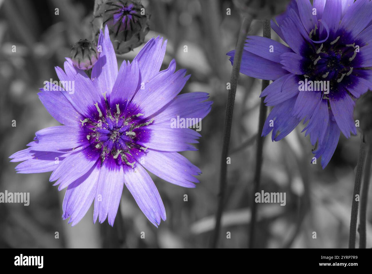Colorsplash of cupids dart (catananche caerulea) flowers in bloom Stock Photo - Alamy