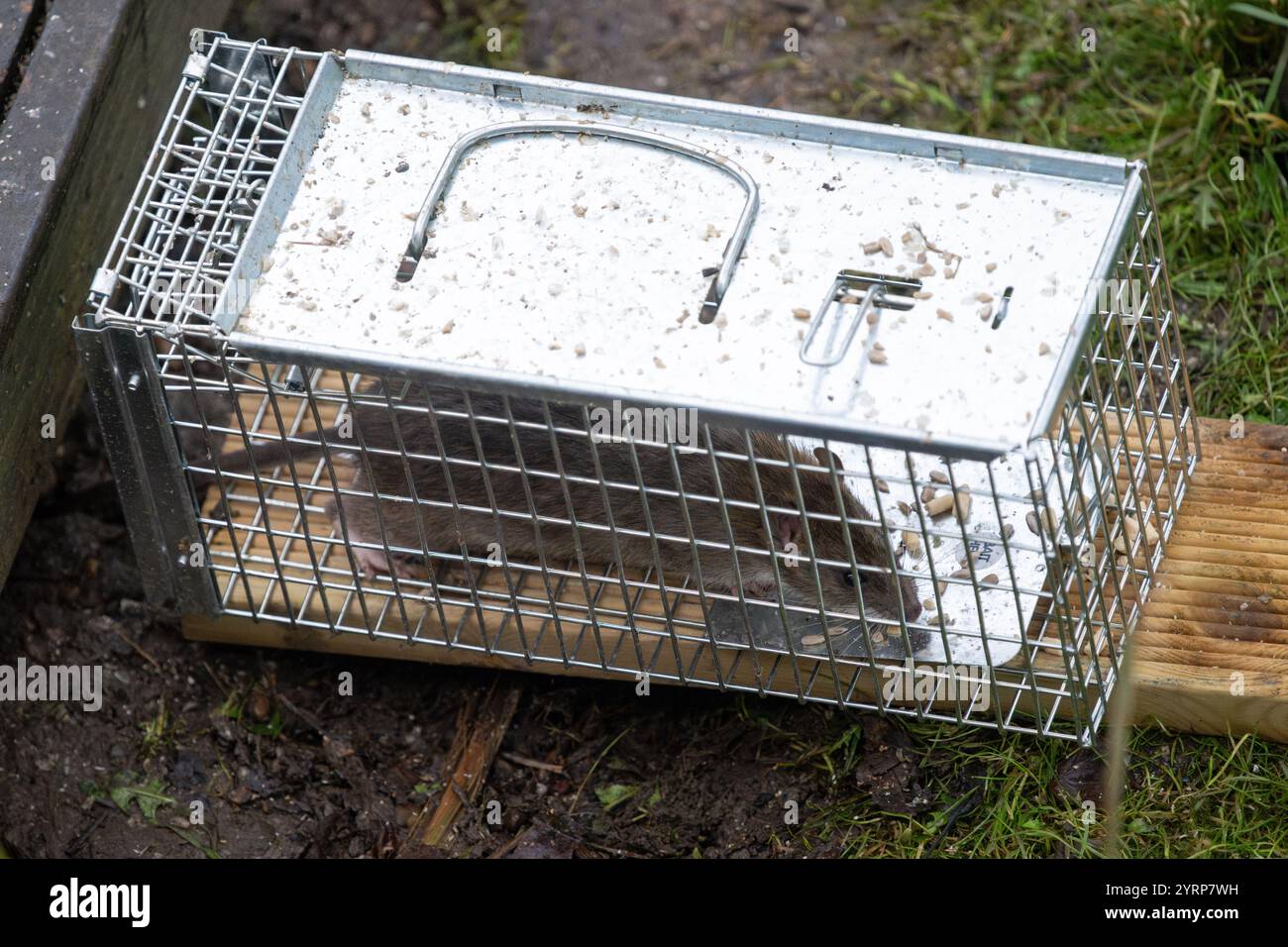 Brown rat entering humane rat trap moments before it is caught - UK ...