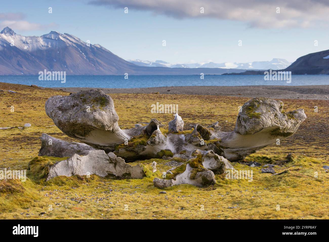Greenland whale, Balaena mysticetus, whale bones in arctic landscape ...