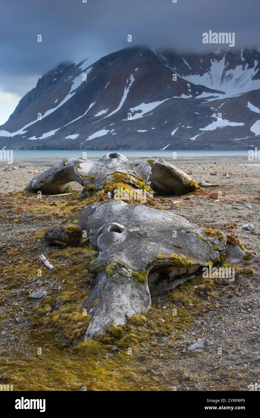 Greenland whale, Balaena mysticetus, whale bones in arctic landscape ...