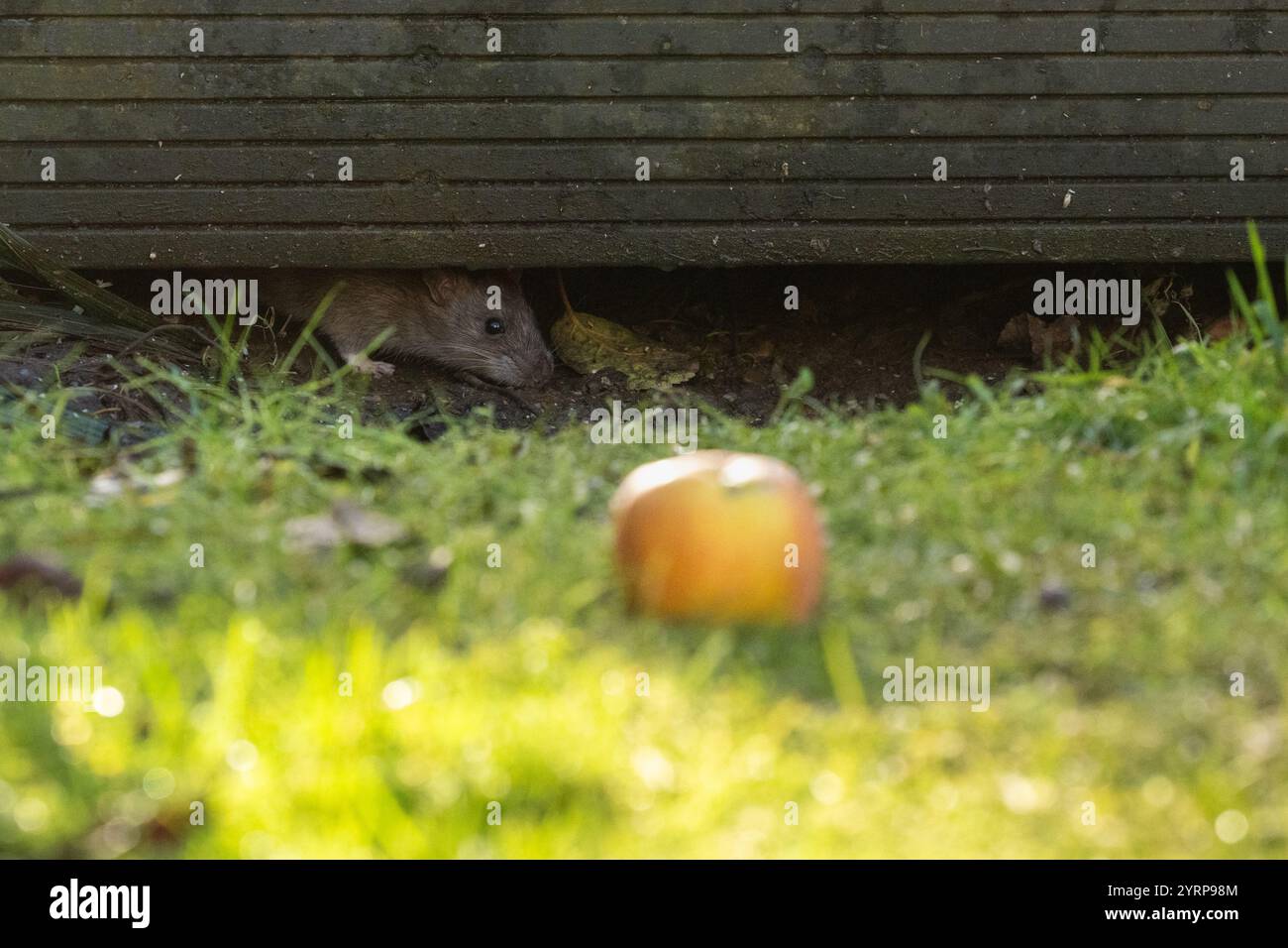 Brown rat hiding underneath garden decking using the decking as shelter ...
